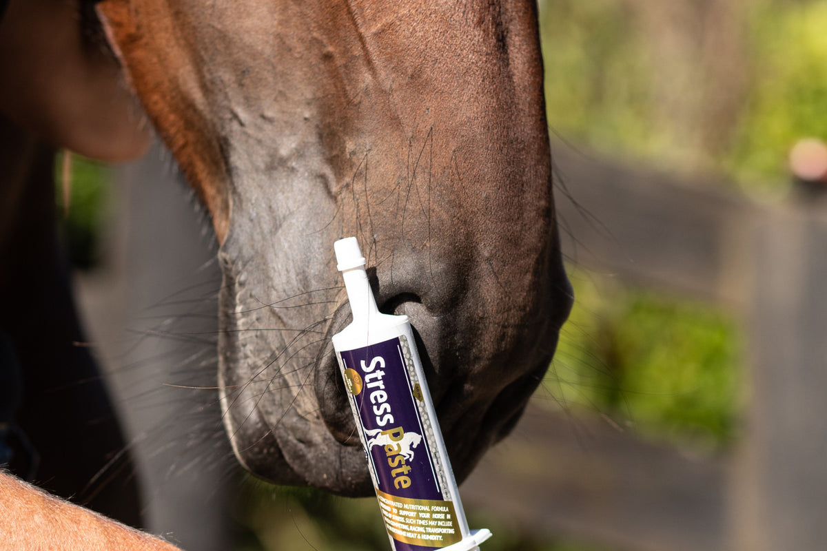 Our Community Shares their Tips on using Stress Paste for Horses – Poseidon Animal Health