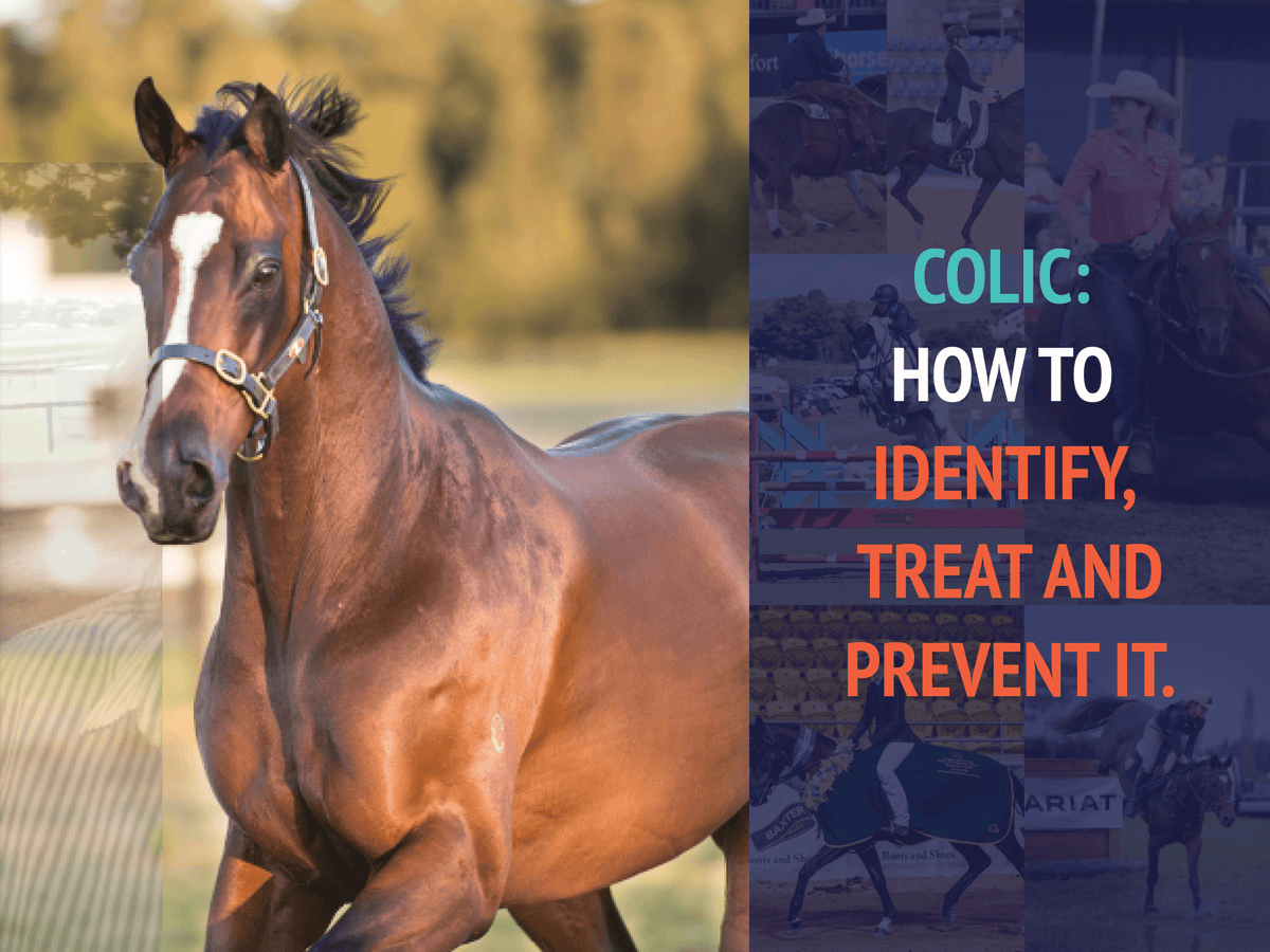 Colic: How To Identify, Treat And Prevent It – Poseidon Animal Health