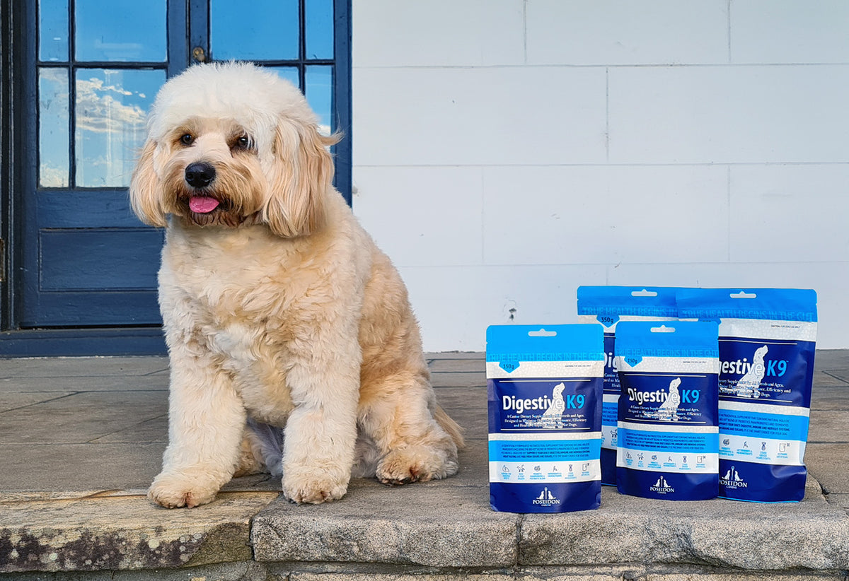 Poseidon launches Digestive K9 supplement – Poseidon Animal Health