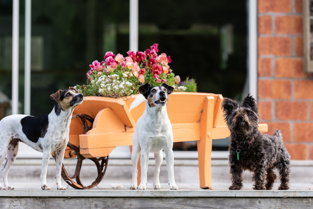 Dog Supplements. Canine Digestive, Allergy & Immune Support Supplement ...