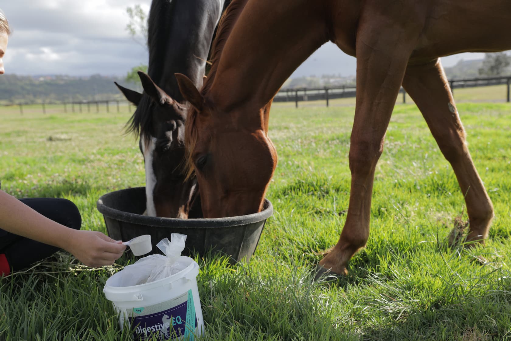 Free Horse Nutrition Calculator Feed Assist. Create a Horses Diet
